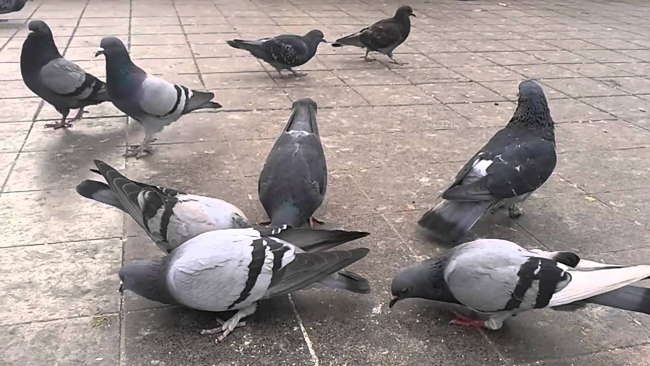 Palomas caseras - YouTube