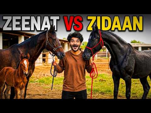 Zidaan VS Zeenat - I Wasn't Ready For This 😳