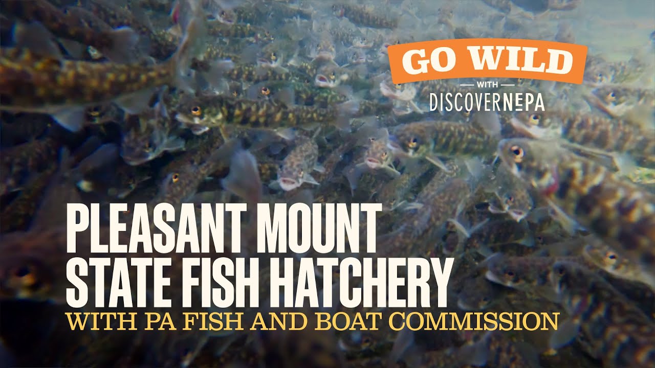 GO WILD with DiscoverNEPA: Pleasant Mount State Fish Hatchery with PA ...