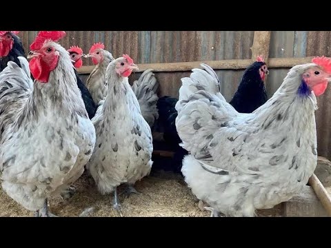 Australorp chickens | Black Australorp | Australorp Heritage | blue ...