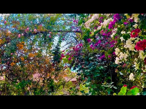DOĞADA SONSUZLUK💕ÇİÇEKLERDE HUZUR SAKLI.#çiçek #doğa #manzara #gezi #seyahat 