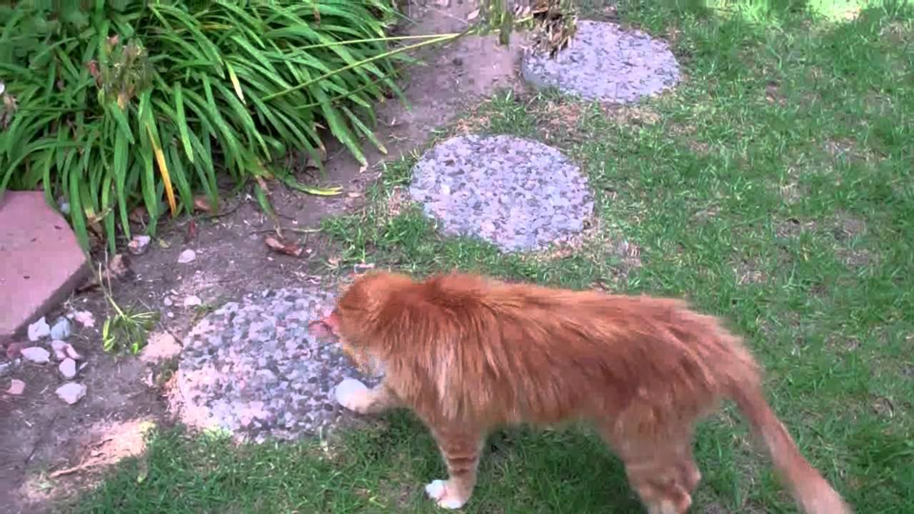 Lucy the Crazy Orange Cat & Sam the Cat - YouTube