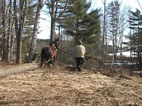 2009 Coppal House Farm Logging with Draft Horses - YouTube