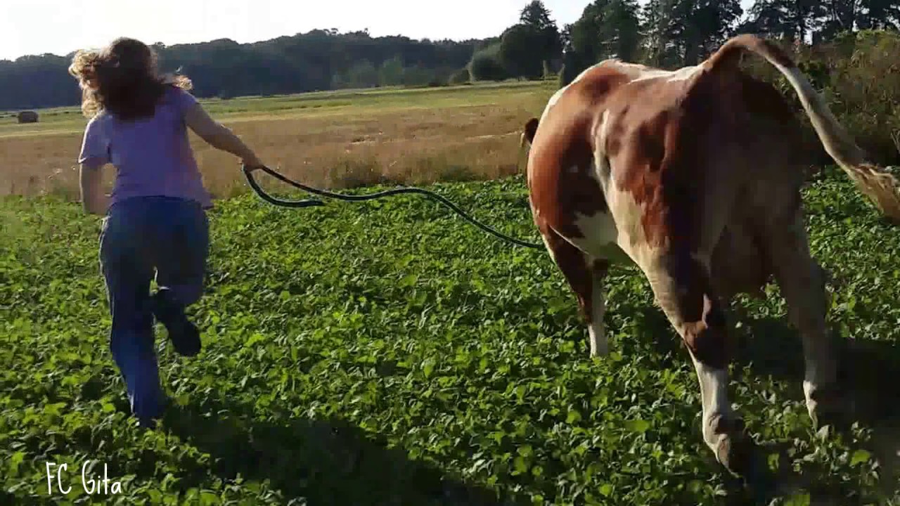Cow with turbo acceleration - YouTube