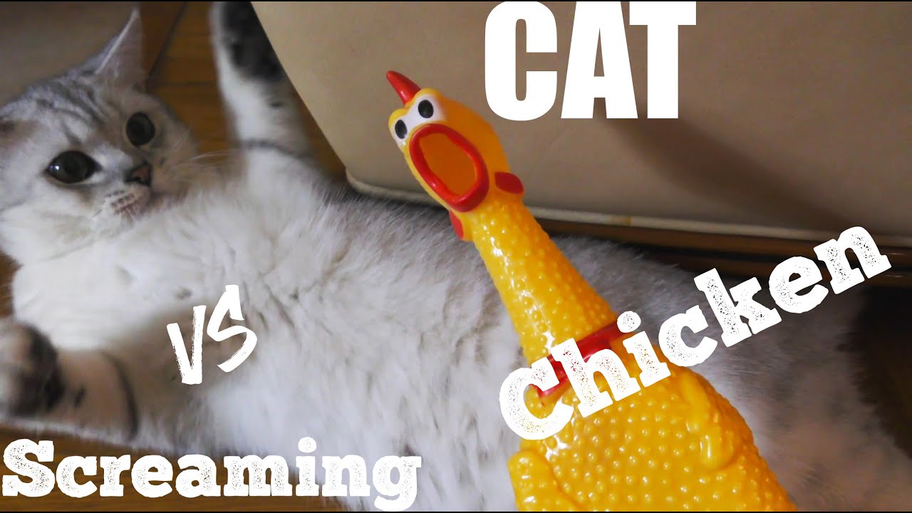 Crazy Screaming Chicken Chasing the Cat - YouTube