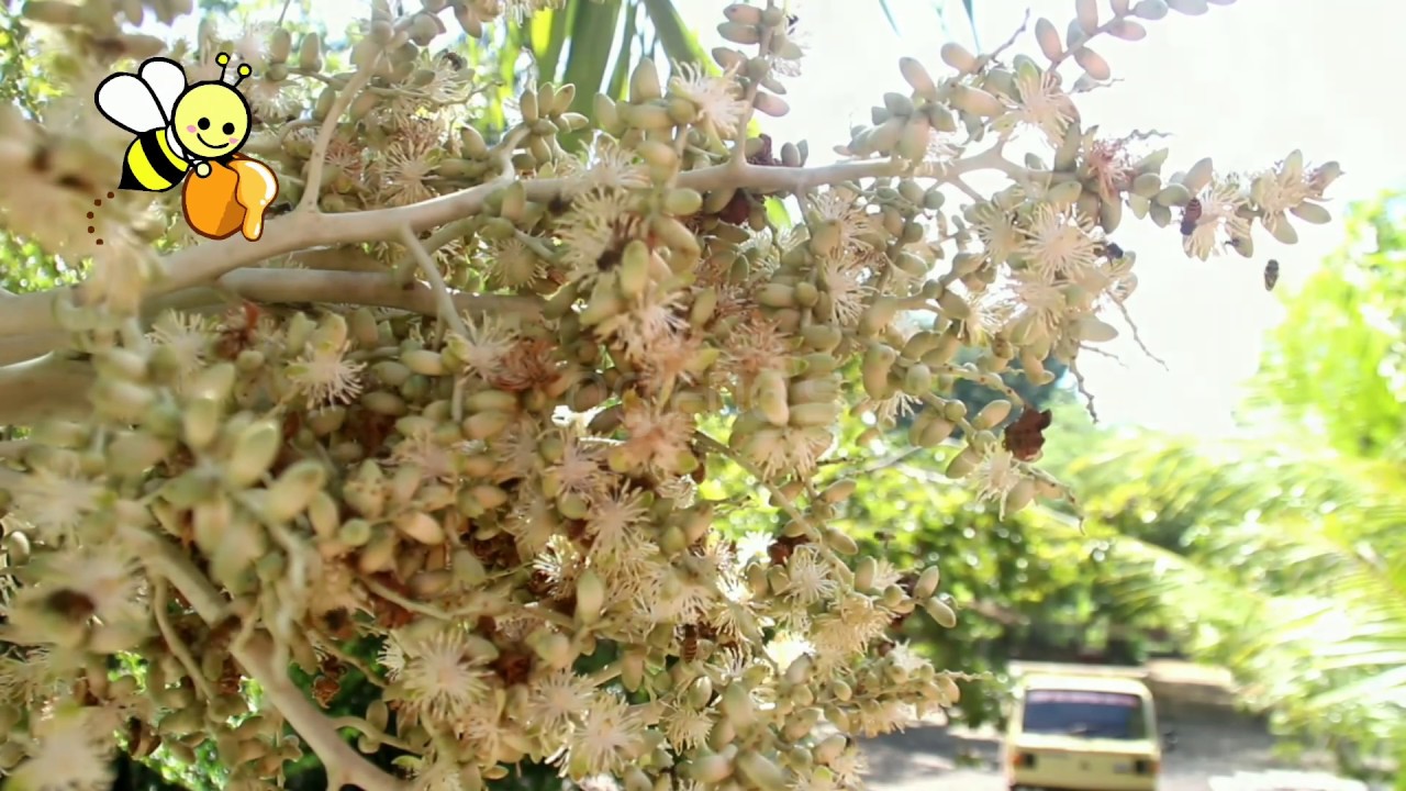 Lebah Madu Hisap Sari Bunga Palem - YouTube