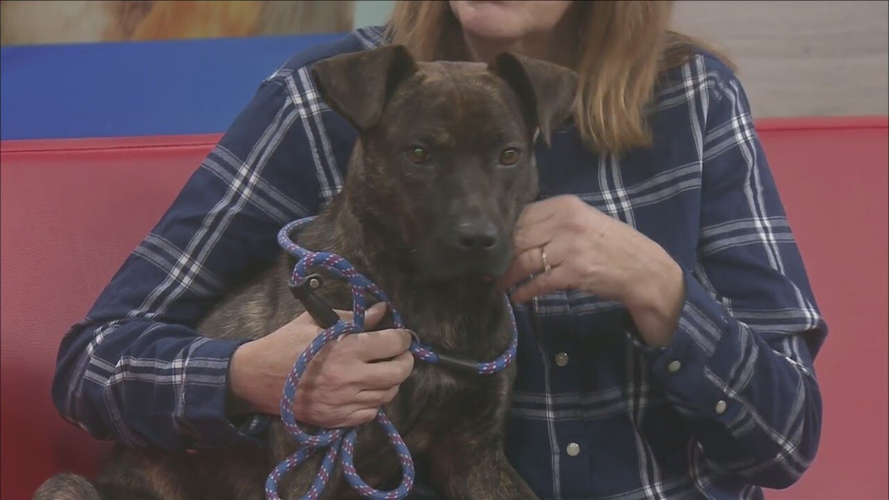 Pet of the Week - YouTube