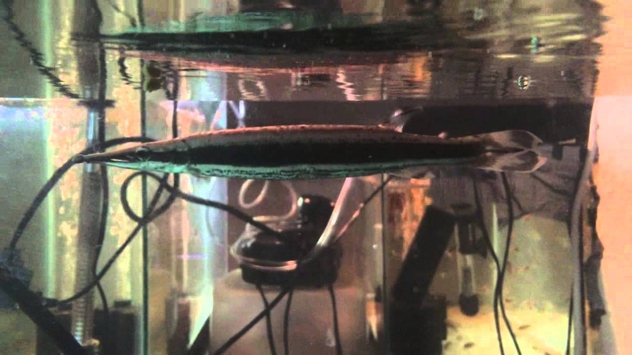 beauty fish episode 2 boulengerella lateristriga striped pike - YouTube