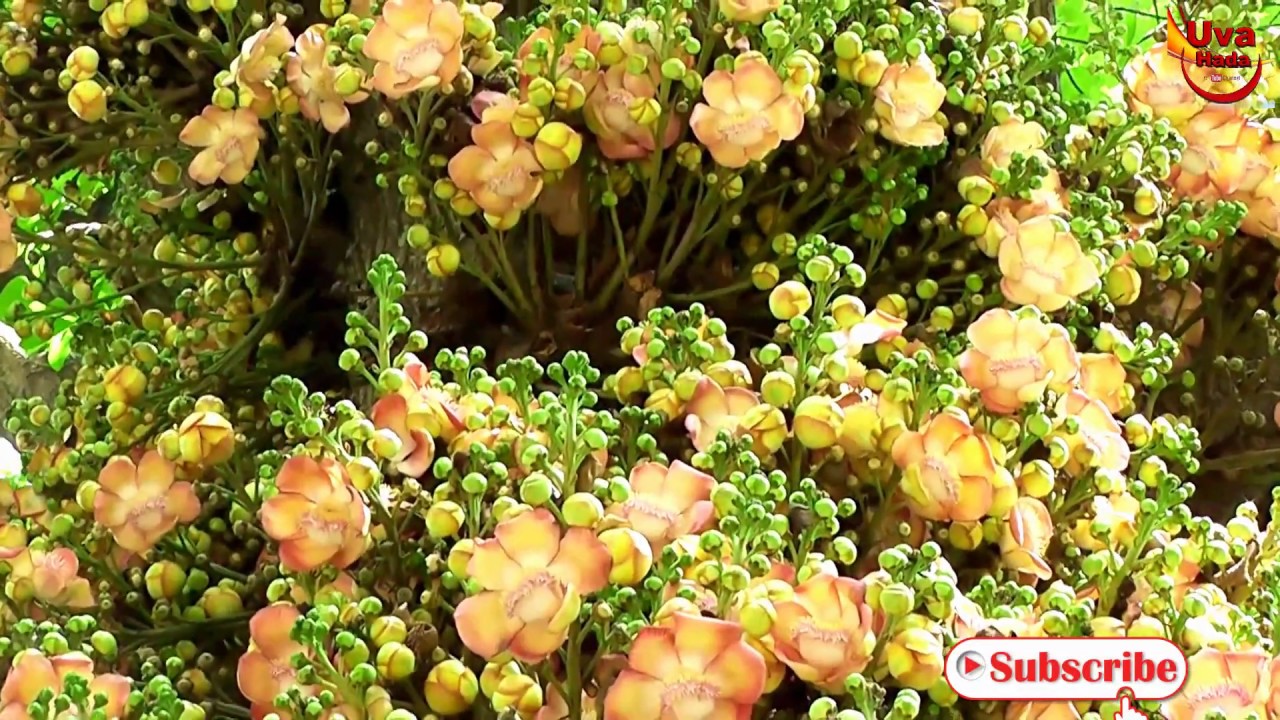 බදුල්ල මහ රෝහලේ සල් මල් පිපෙයි - Sal-flower blooms at Badulla General ...