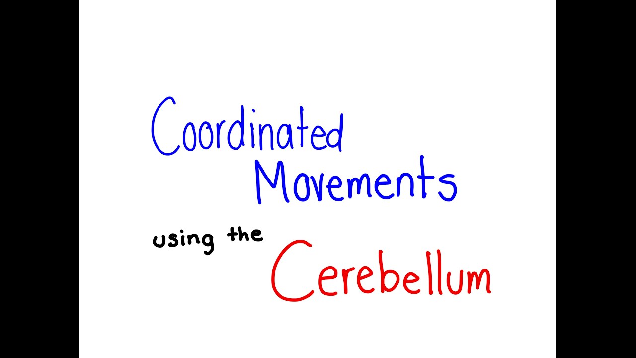Coordinated Movements - Cerebellum (By Mariana) - YouTube