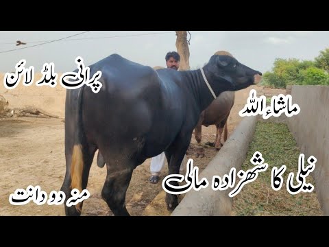 pure nili Top Bull Bodla breed for sale satluj punjab TV 0300=4442450 ...