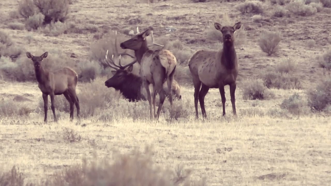 Colorado GMU Unit 80 Hunting Information - YouTube