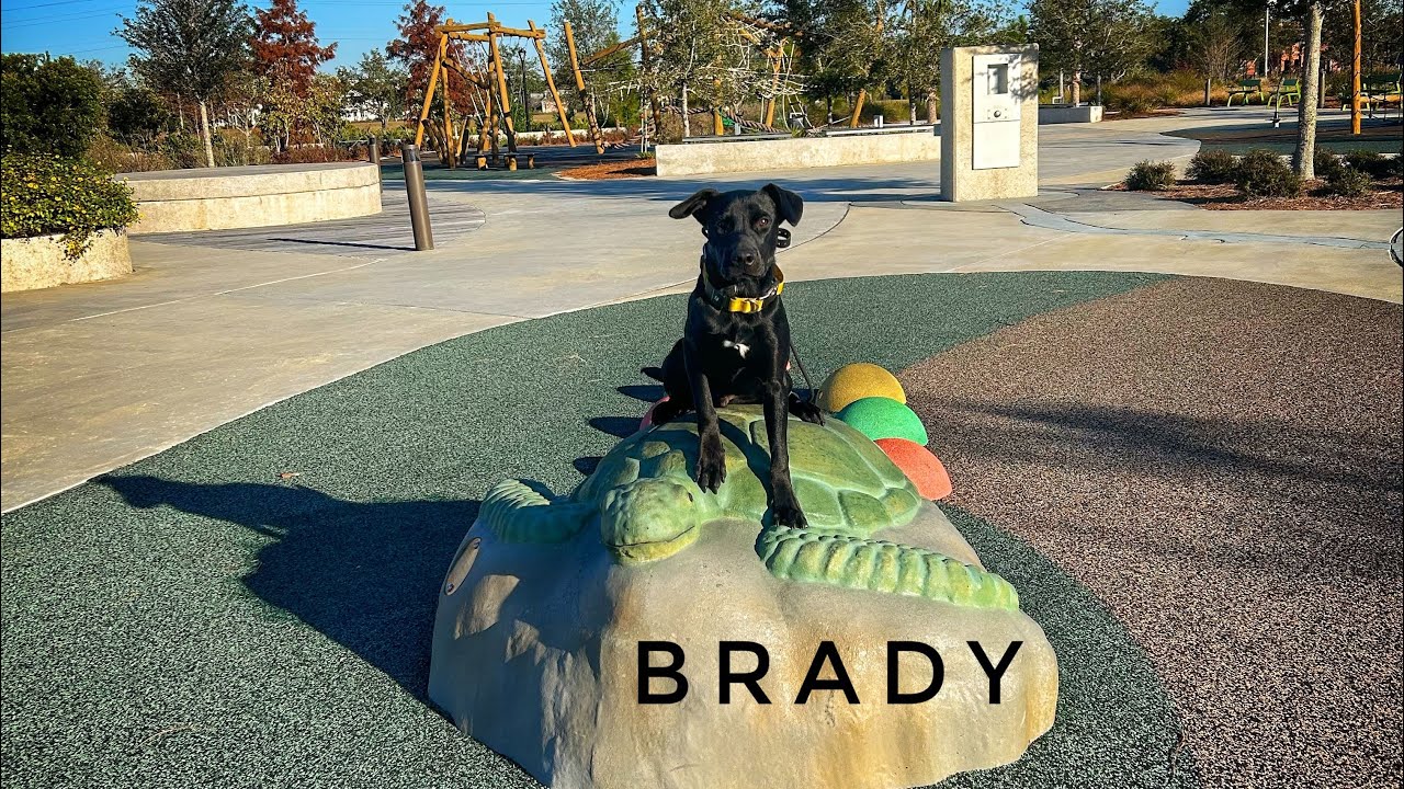 5mo Black Lab Mix (Brady) Community K9 | Best Dog Trainers in Florida ...