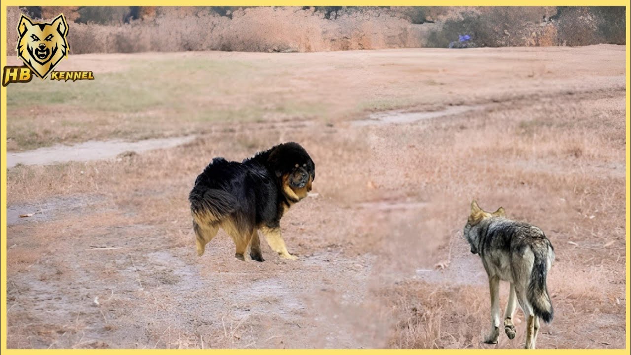 Aboriginal Shepherd Dog Of Mongolia & Tibet - YouTube