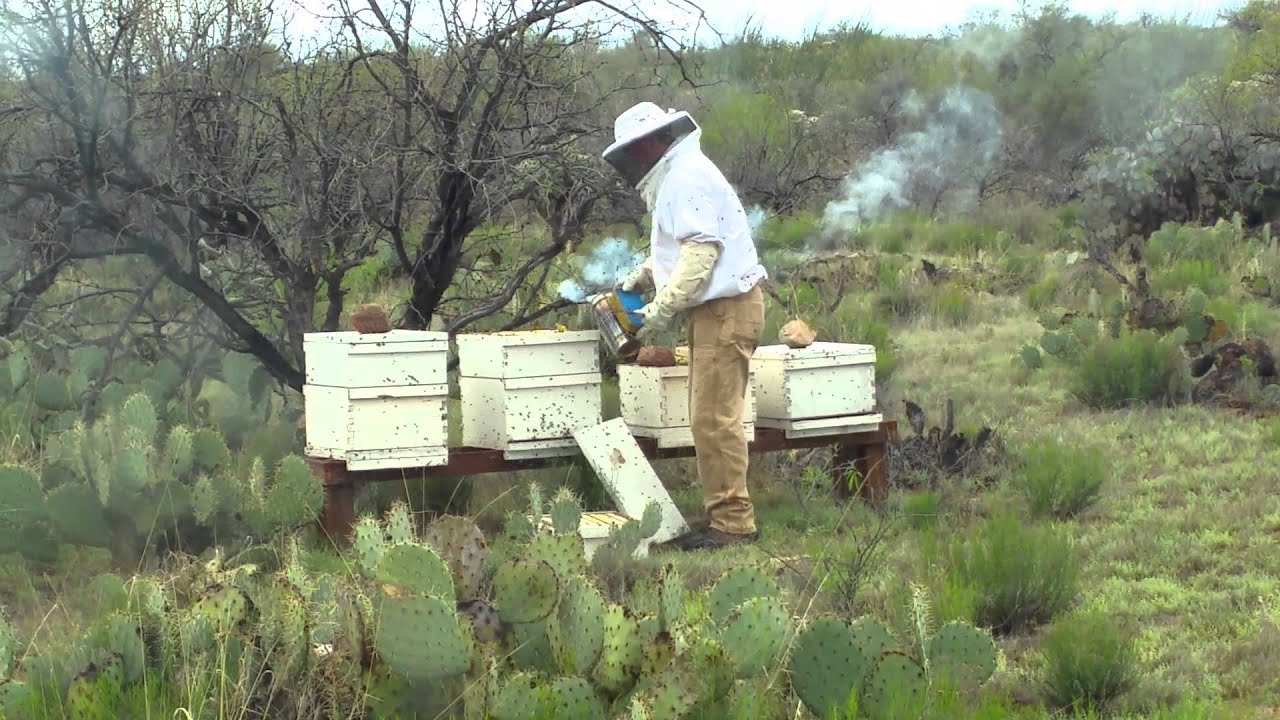 Desert Swarm Beekeeping - YouTube