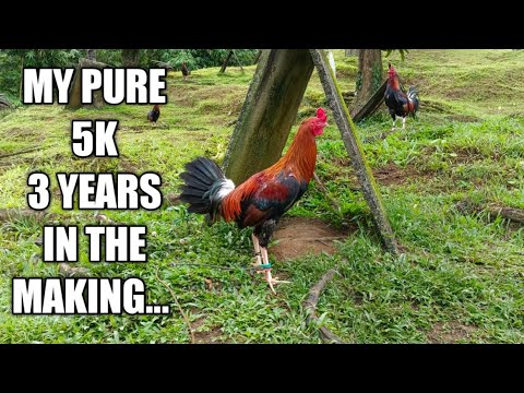 5k sweater 3 years in the making.. - YouTube