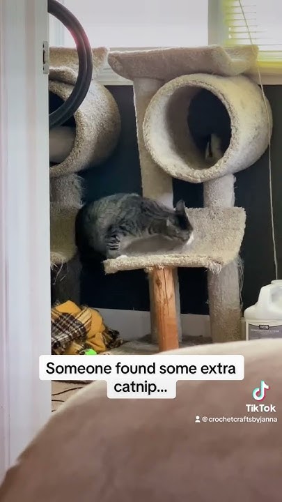No more catnip after this… - YouTube