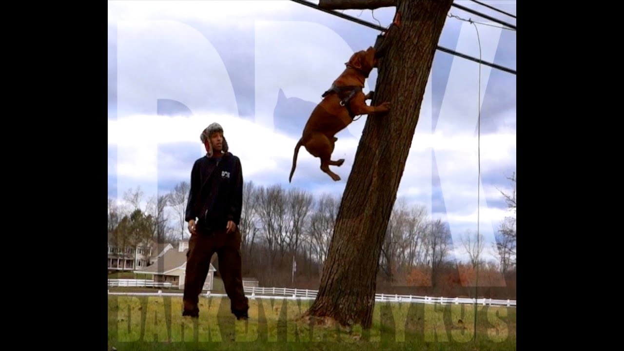 Athletes of ddk9 PART2 - YouTube