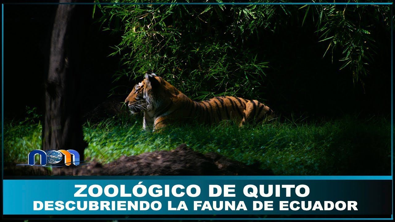 Zoo de Quito. Un tesoro de la biodiversidad ecuatoriana - YouTube