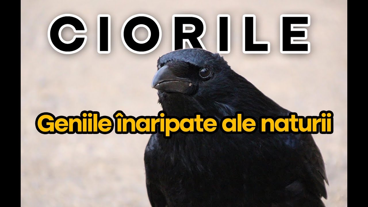 Geniile înaripate ale naturii: CIORILE - YouTube