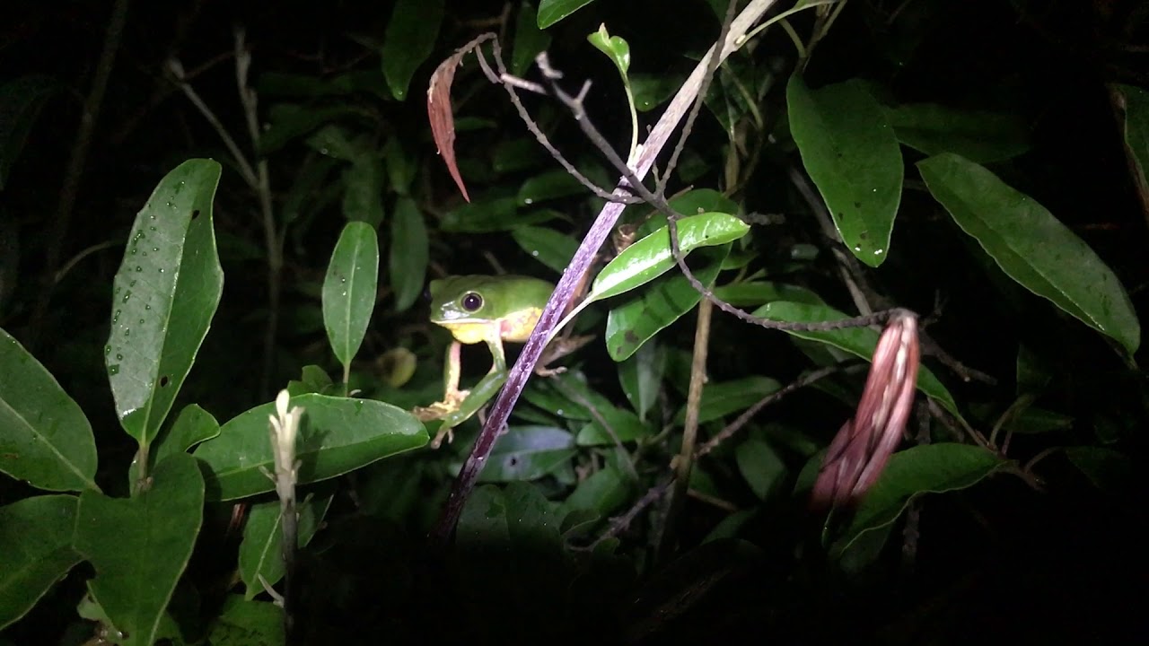 Phyllomedusa distincta calling in A male B. faber calling in Rio Grande ...