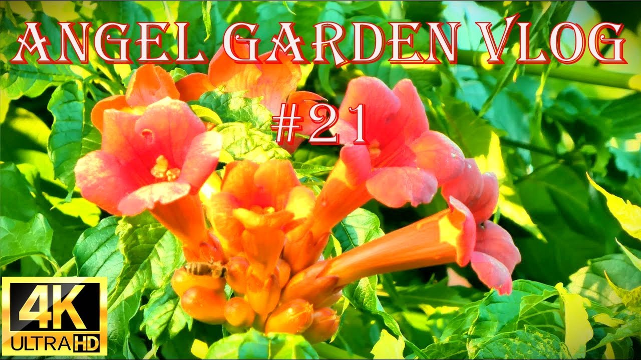 #021 Angel Garden Vlog - Beautiful Flower Garden 4K HDR Video - To ...