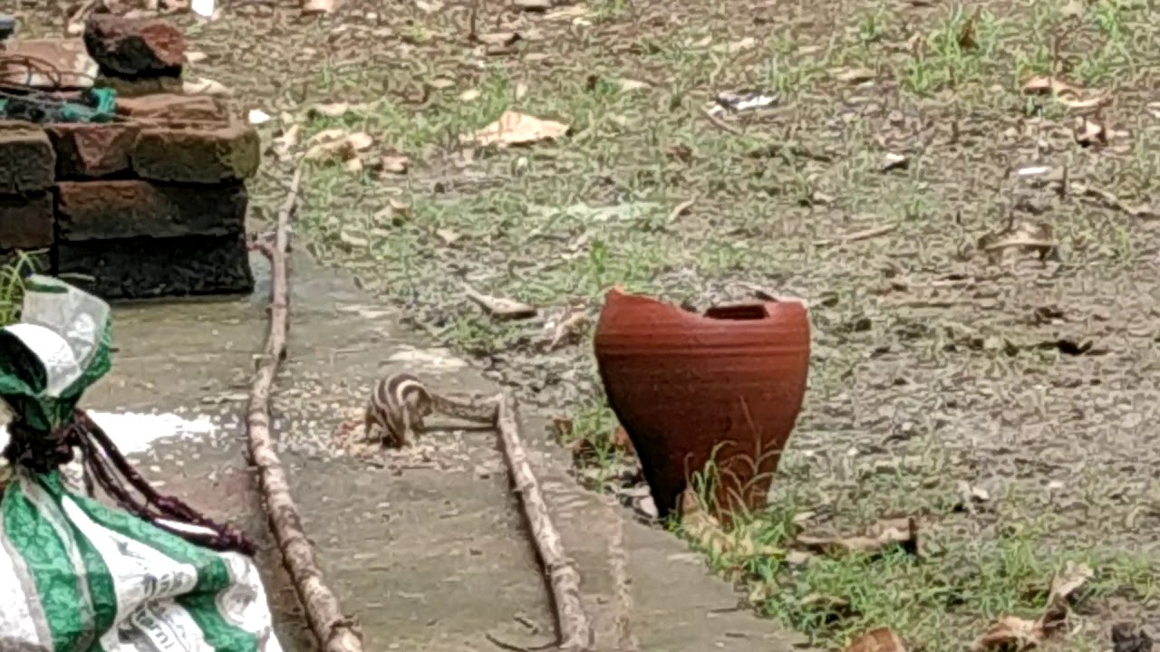Gilahari ki masti - YouTube