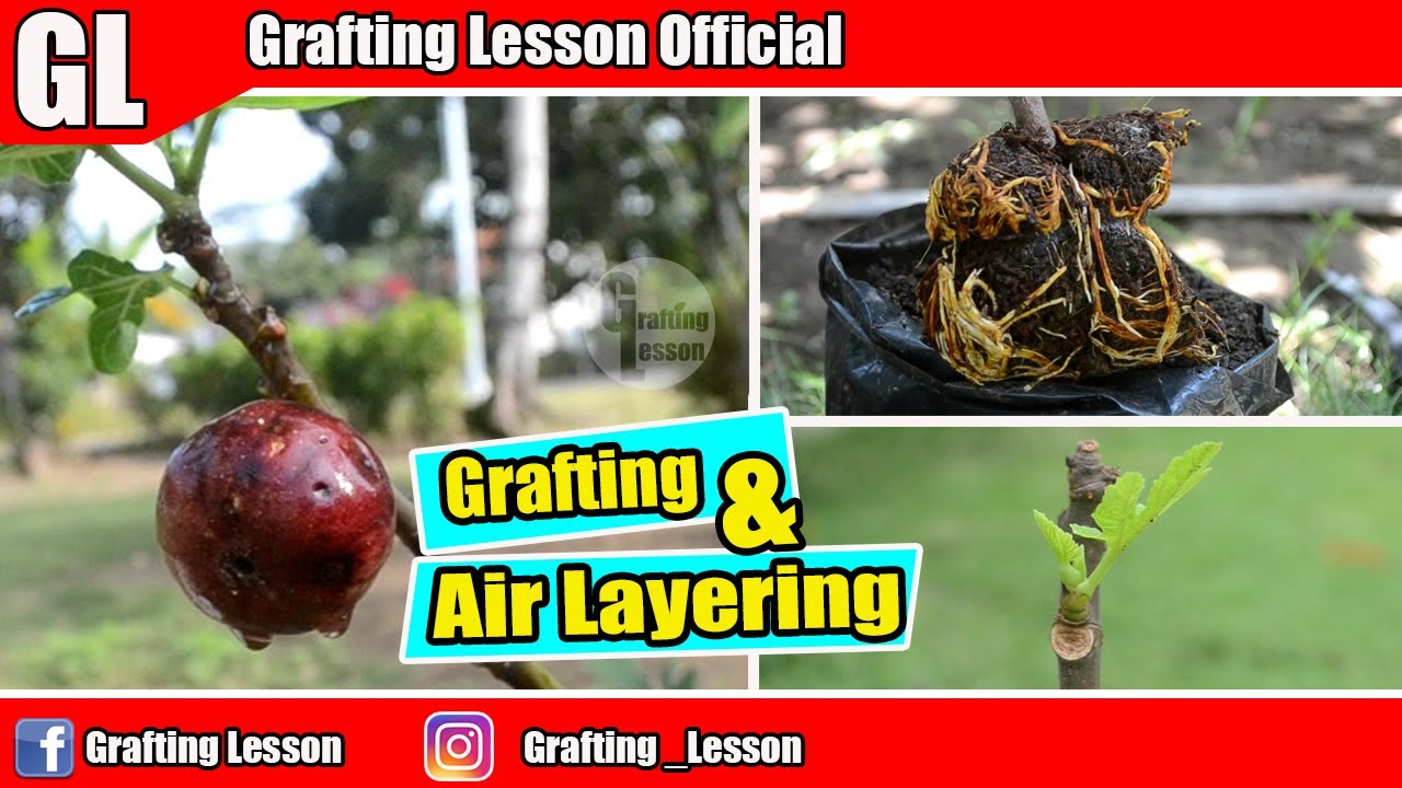 How To Grafting and Air Layering FIG Tree - YouTube