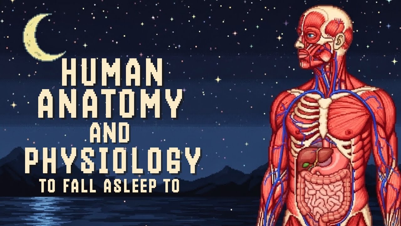 Human Anatomy & Physiology | 2 Hours of Sleep Learning - YouTube