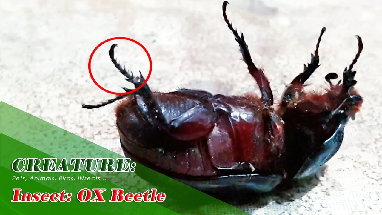 CREATURE _17: Insect : I Have a Visitor Today, insect named Ox Beetle ...