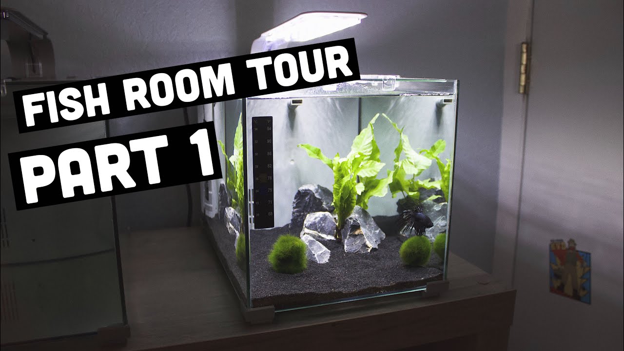 5 Gallon Betta fish Tank Setup | Fish Room Tour - YouTube