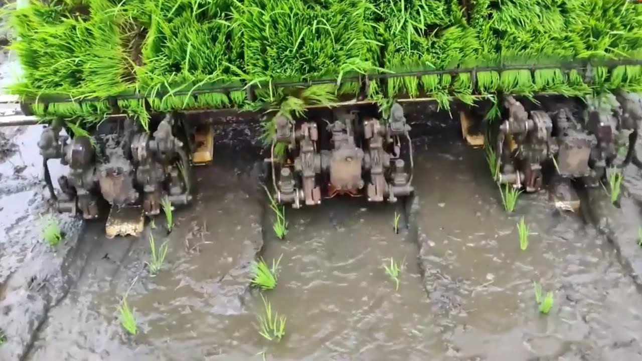 Kubota rice transplanter machine | rice transplante | dhan ropne ...
