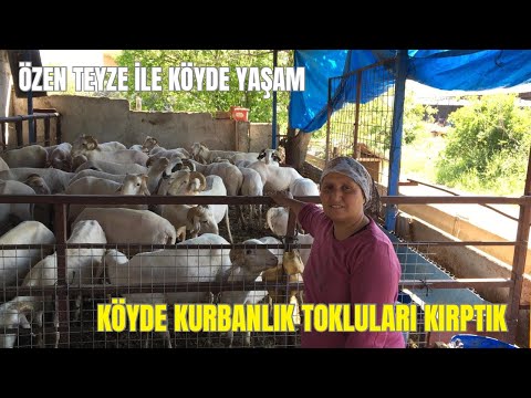 KÖYDE YAŞAM / KÖYDE KURBANLIK TOKLULARI KIRPTIK - ÖZEN TEYZE