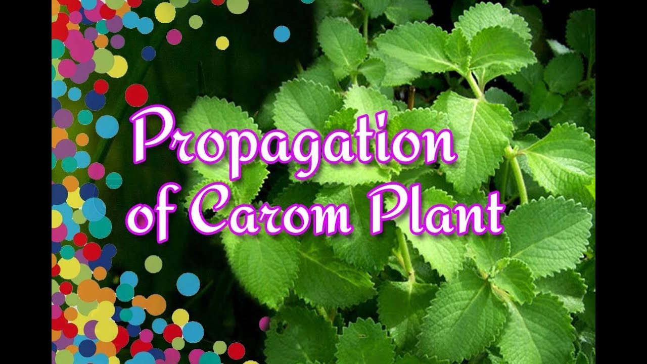 Very Easy Propagation of Carom Seed/Ajwain Plant - YouTube