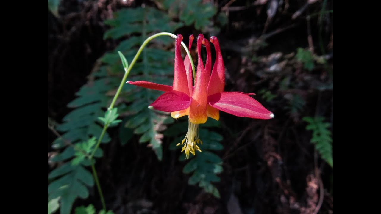 Calflora Planting Guide helps you plant your native plant garden or ...