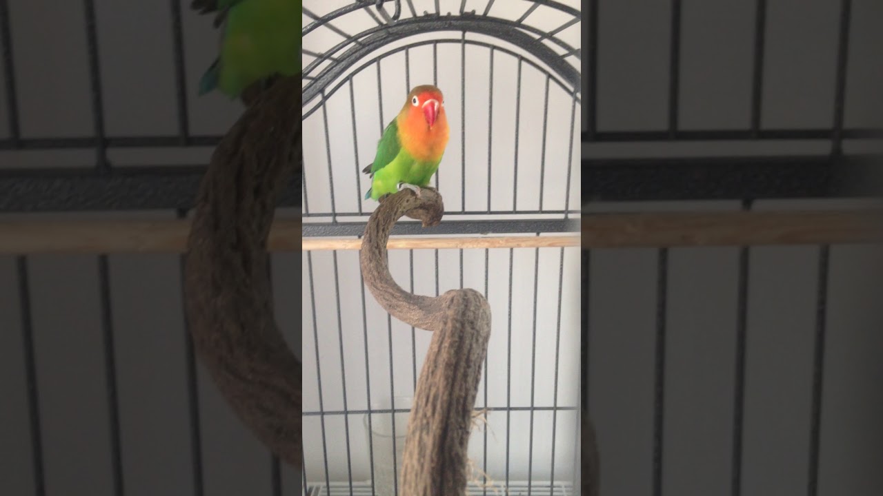 Perruche inséparable qui chante #1 - YouTube