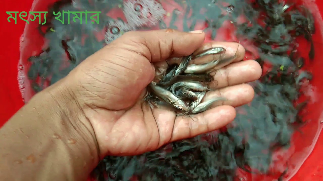 Gulsa fish গুলশা মাছের পোনা বিক্রয় করা হয় সারাদেশে হোম ডেলিভারি করা ...