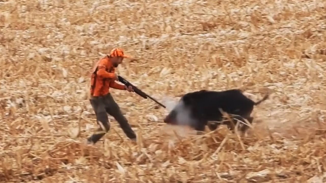 WILD BOAR ATTACK HUNTER | AVCIYA SALDIRAN DOMUZ - YouTube