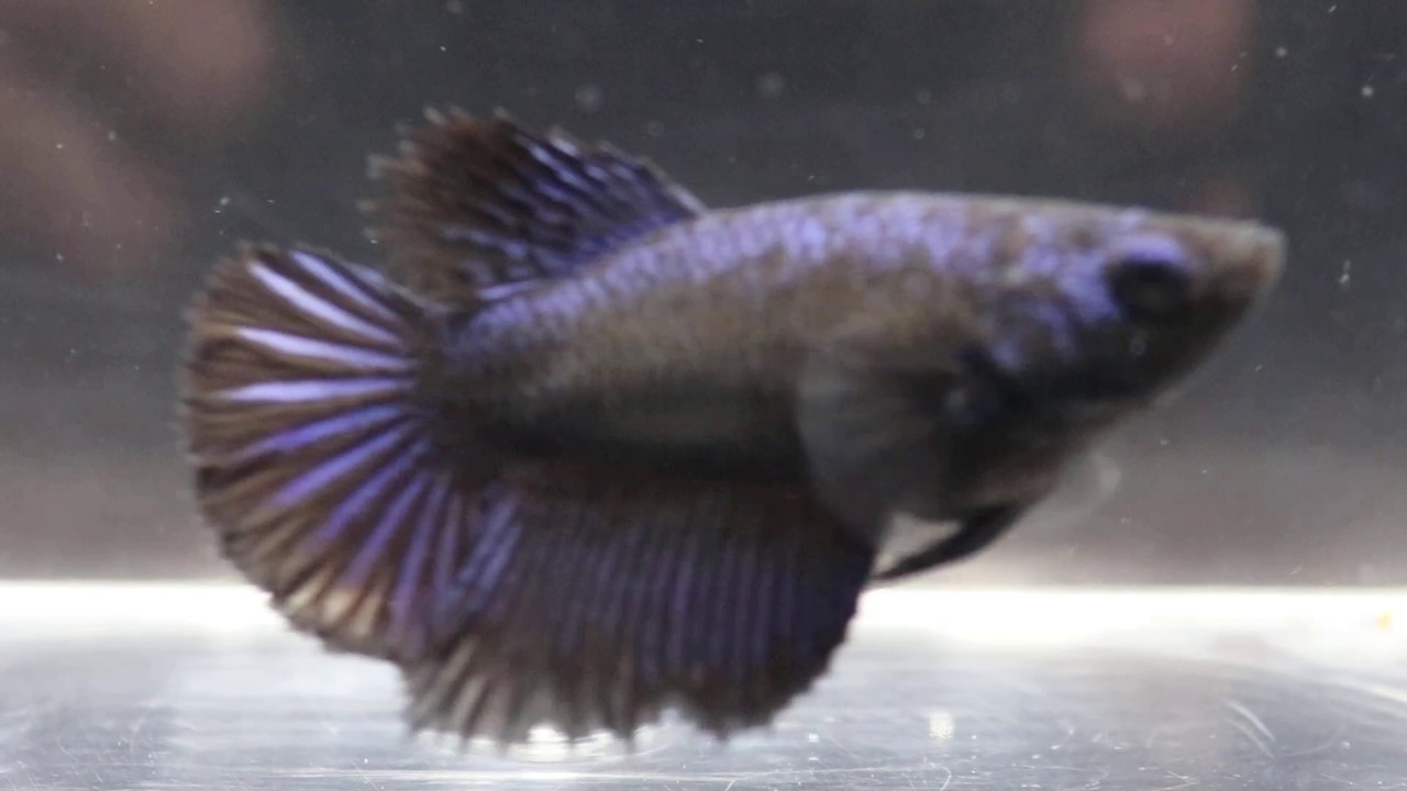 Black Orchid Female Halfmoon Betta - YouTube