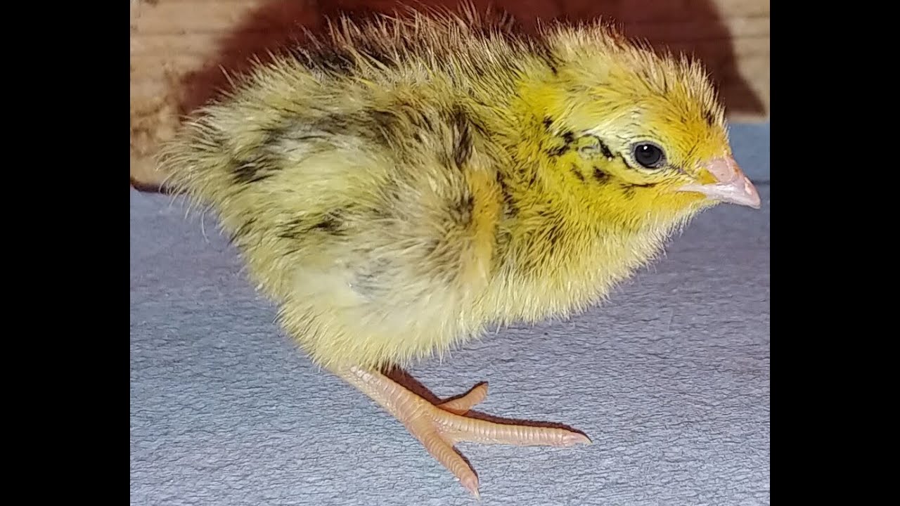 Pansy Fee Quail are finally here + Falb Fee Quail Updates - YouTube
