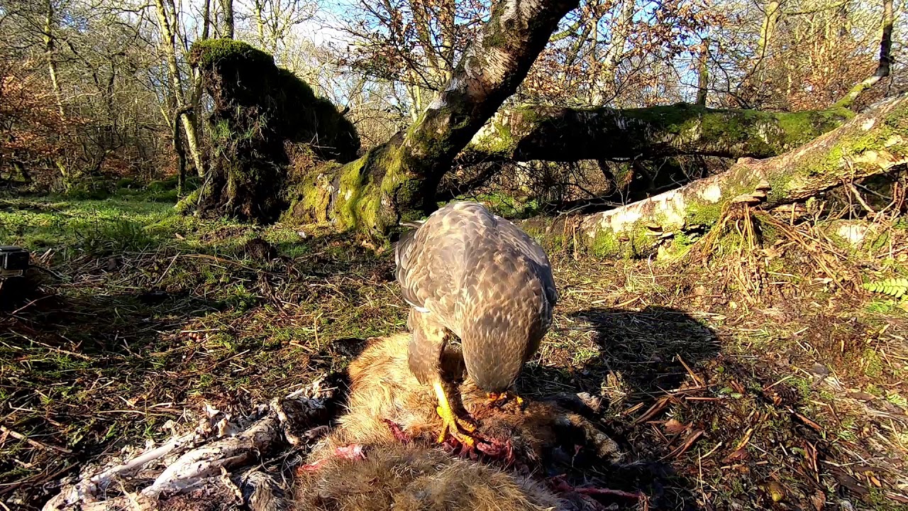 Buzzard on road kill - YouTube