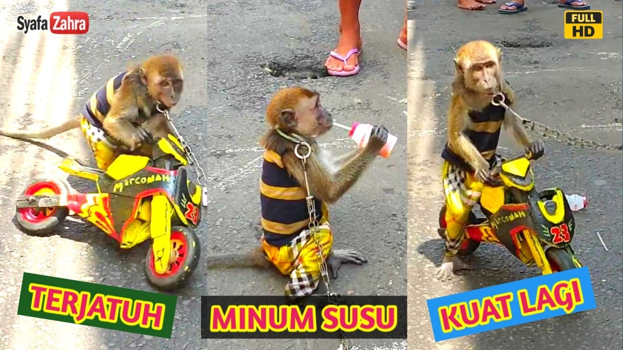 Topeng Monyet Naik Motor | Doger Monyet - YouTube