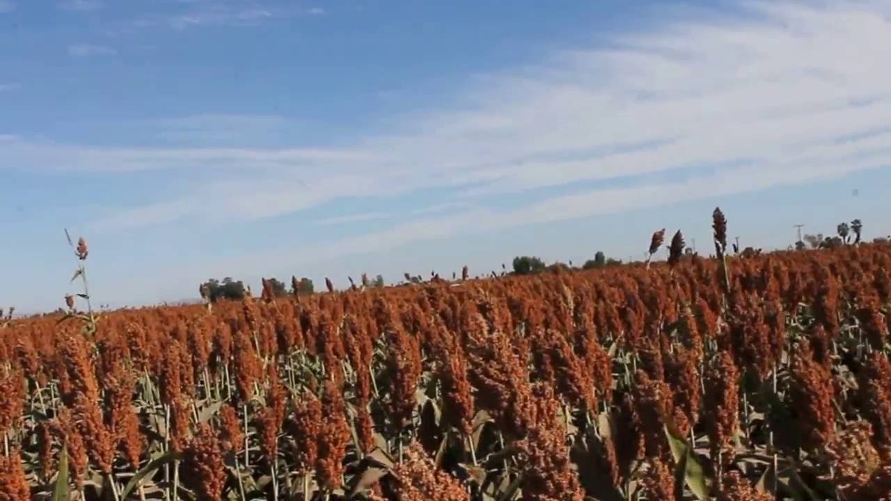 PRODUCCION DE MAIZ MILO. - YouTube