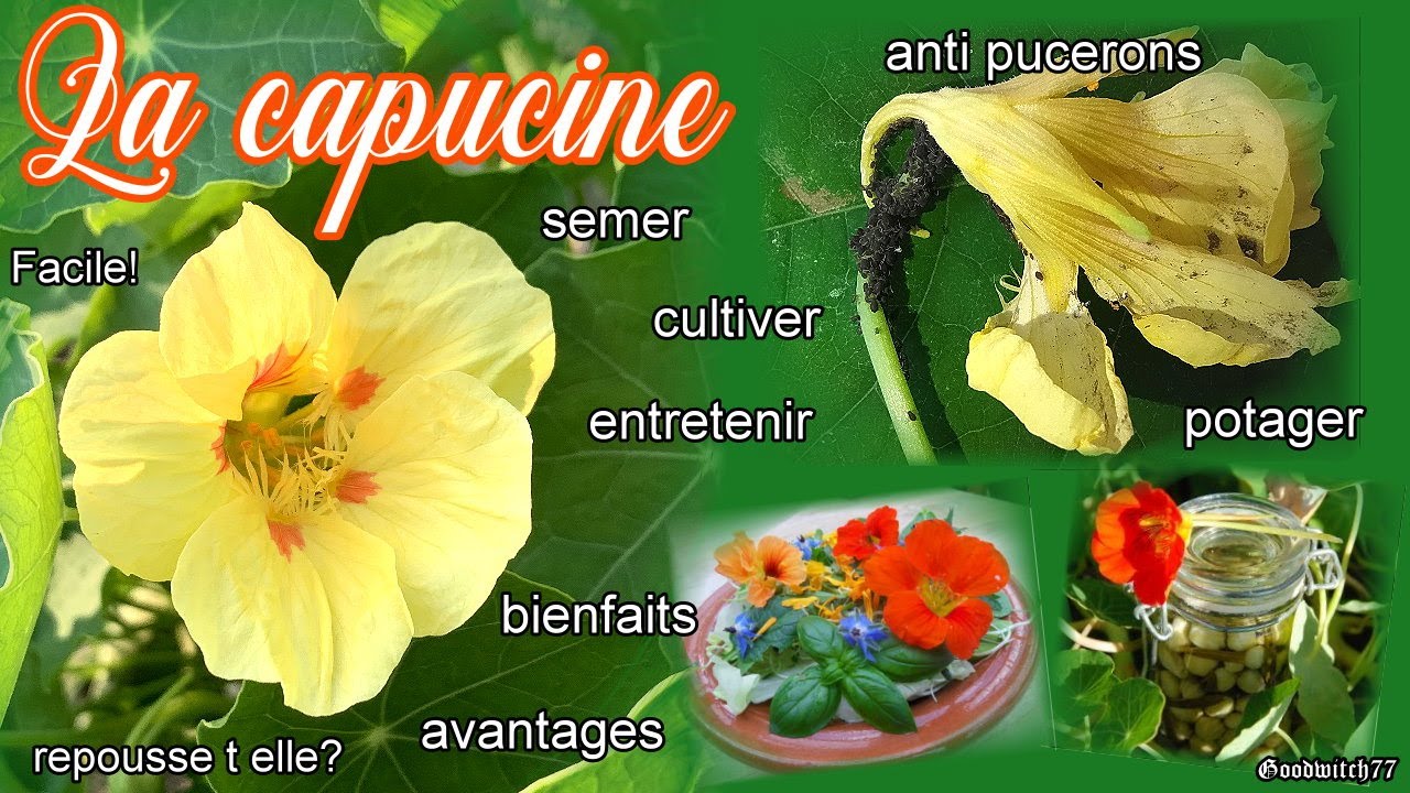 Tout sur les capucines: semis, culture potager ou en pot -entretien ...