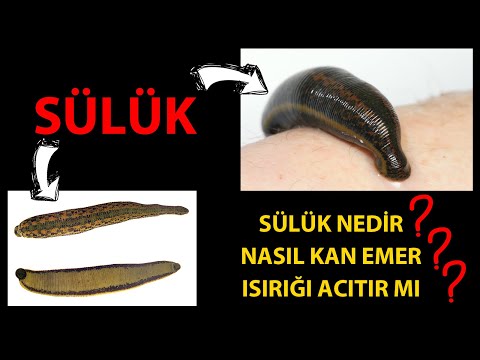 Sülük Nasıl Yapışır ve Kan Emer?