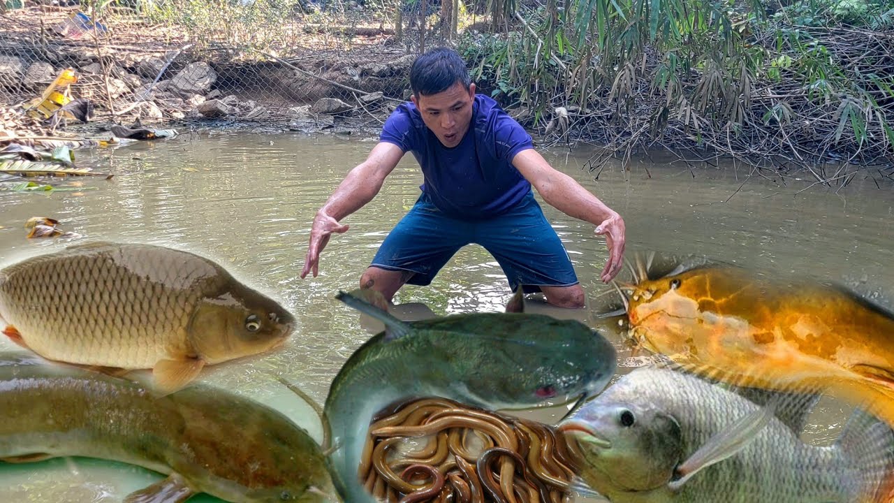 Catch fish in the pond and catch a lot of big fish. - YouTube