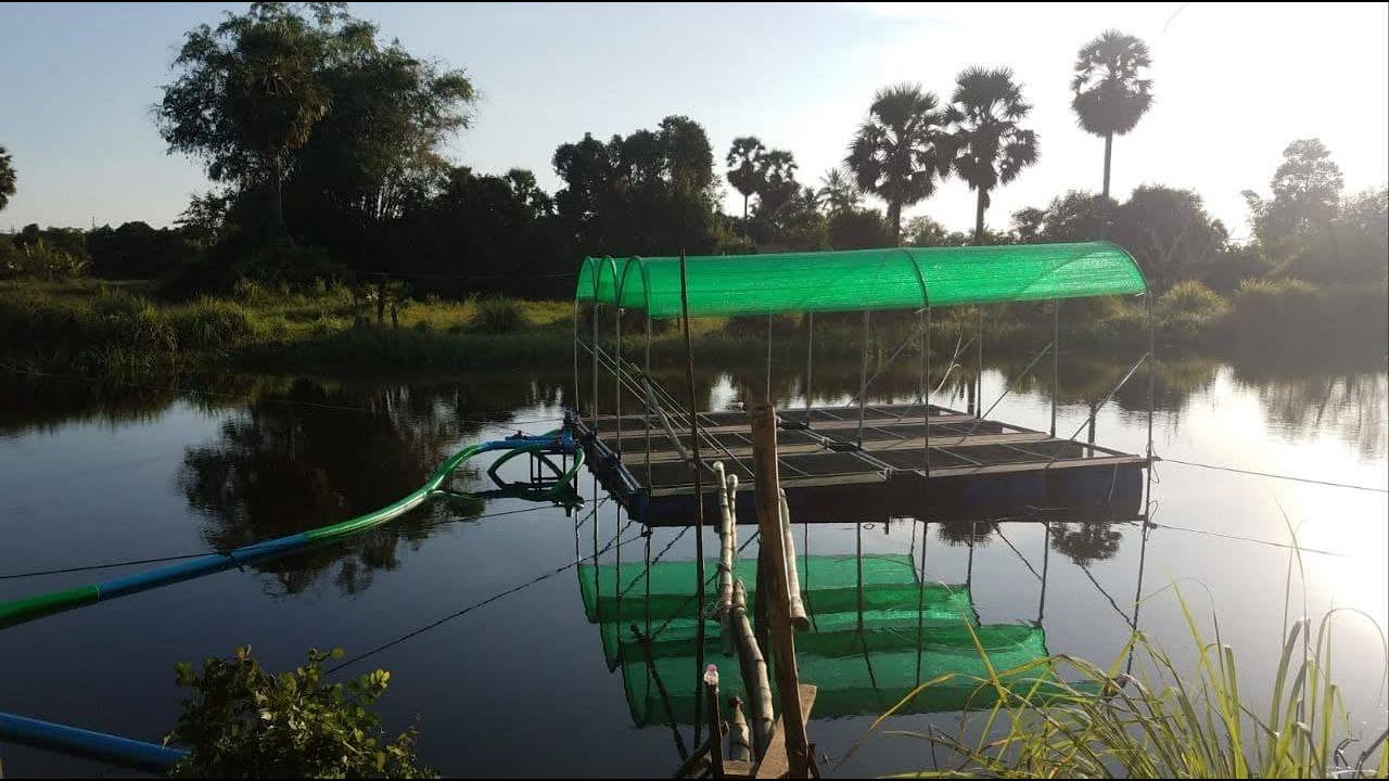 Made For This Fish Farms intro to IPRS - YouTube