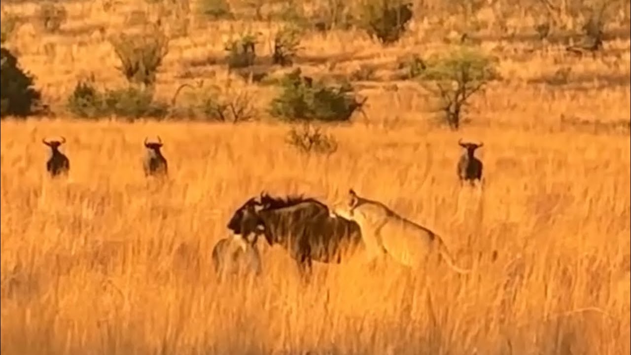 lioness hunting the group of wildebeest bring down one video - YouTube