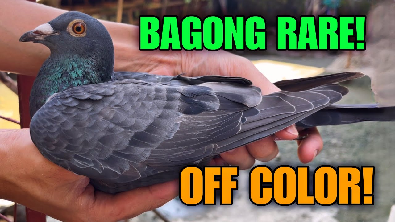 BAGONG KALAPATI KO ANONG KULAY TO? - YouTube