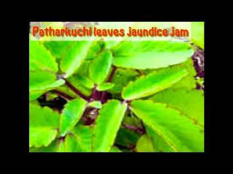 Patharkuchi leaves jaundice jam // kobiraj Akram hossain. Dhaka ...